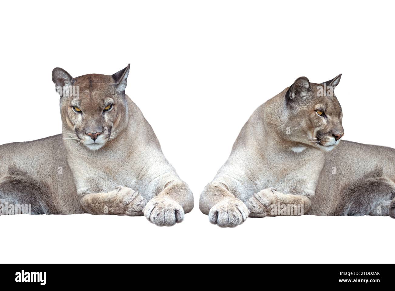 two Puma isolated on white background Stock Photo - Alamy