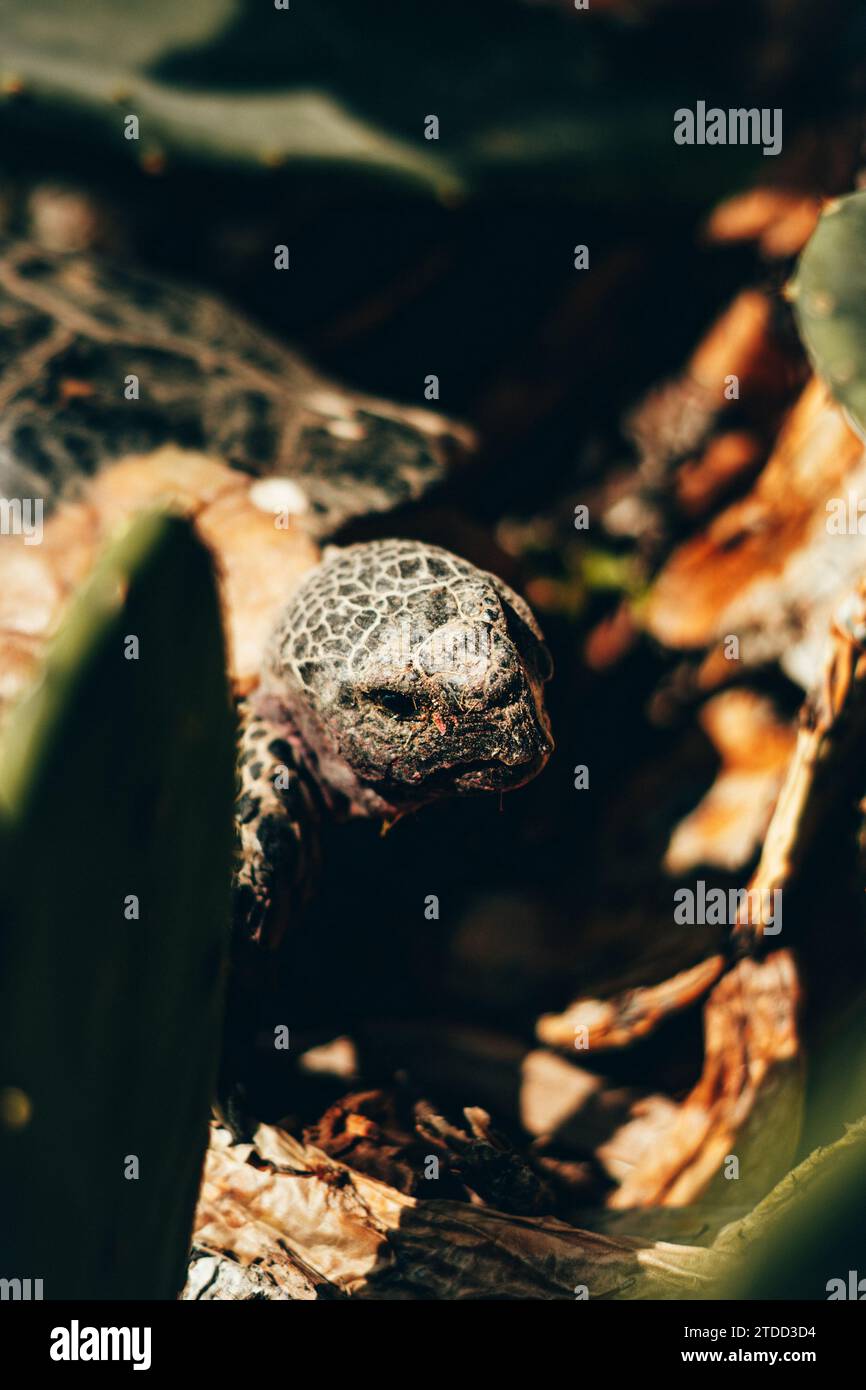 Holy turtle hi-res stock photography and images - Alamy