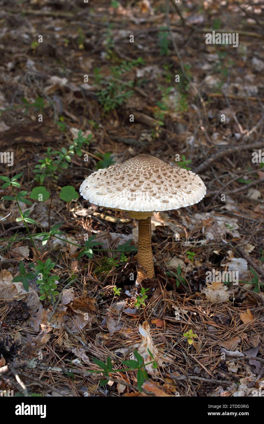 Circular or Round Cap of Parasol Mushroom, Macrolepiota procera ...