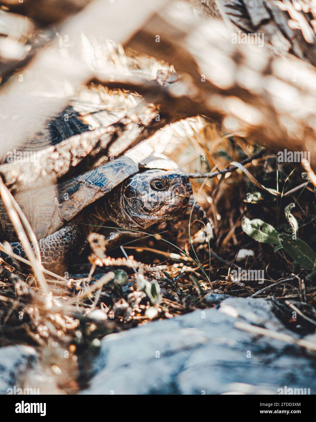 Holy turtle hi-res stock photography and images - Alamy