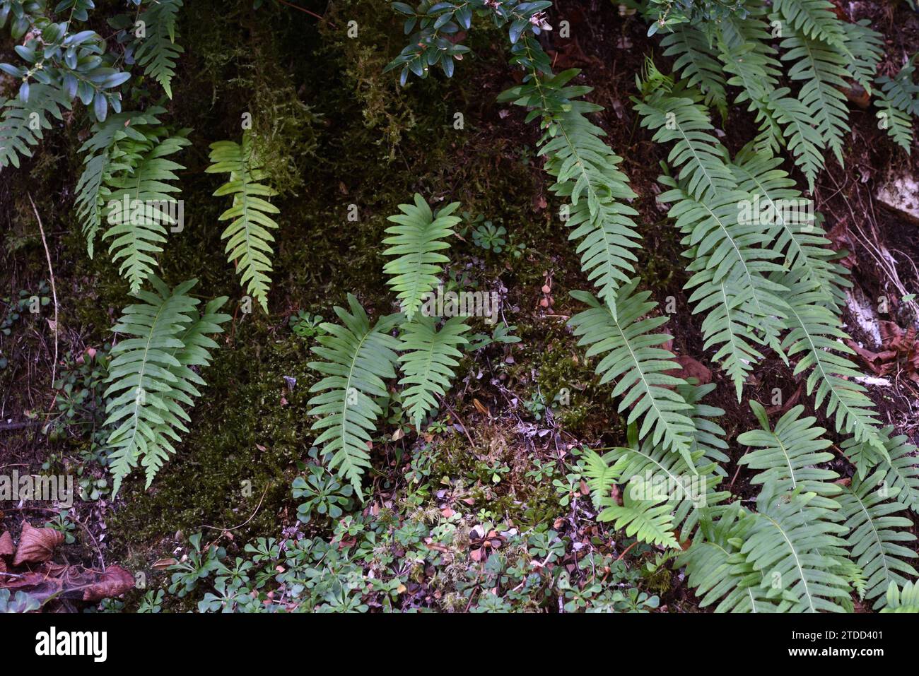 Serrated Leaves of Common Polypody Fern, Polypodium vulgare Stock Photo ...