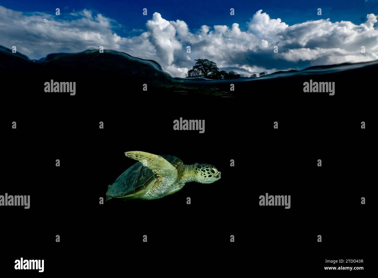 Green sea turtle grazing on seagrass in Mayotte’s lagoon, a peaceful ...