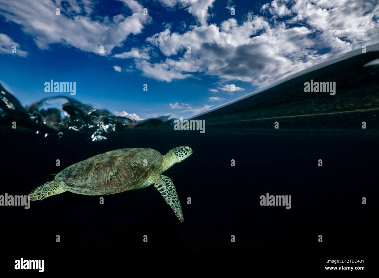 Green sea turtle grazing on seagrass in Mayotte’s lagoon, a peaceful ...