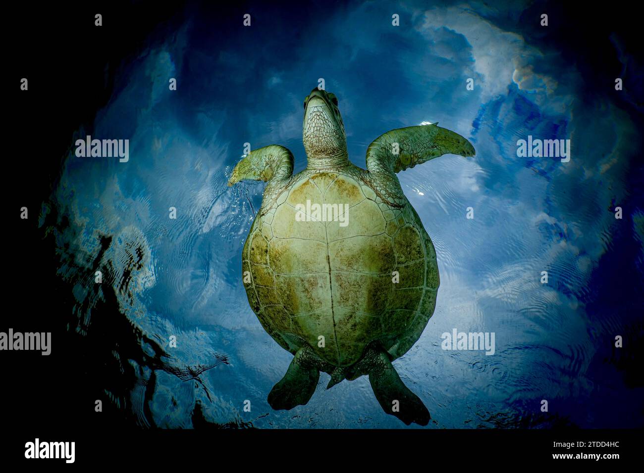 Green sea turtle grazing on seagrass in Mayotte’s lagoon, a peaceful ...