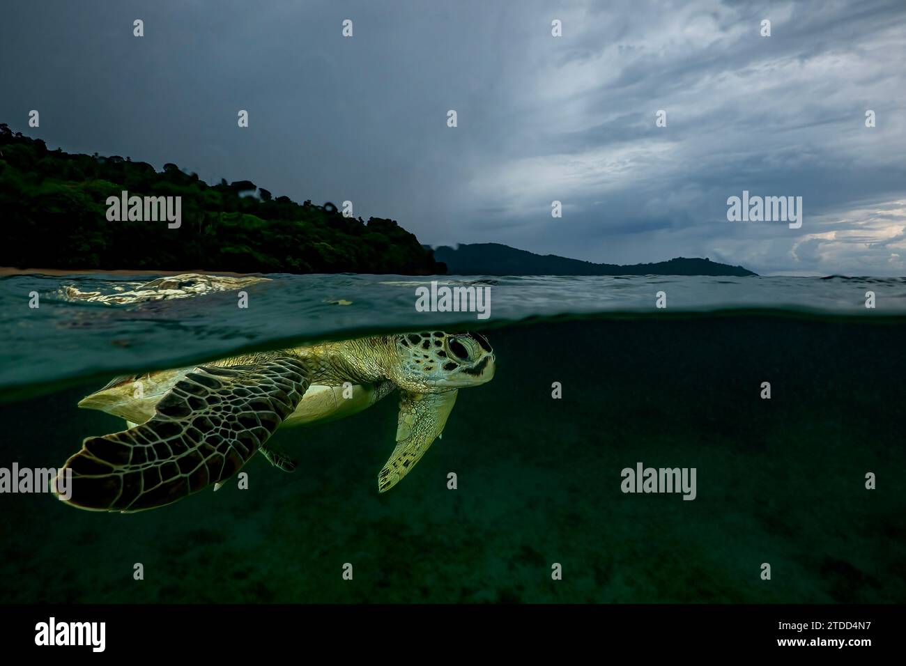 Green sea turtle grazing on seagrass in Mayotte’s lagoon, a peaceful ...