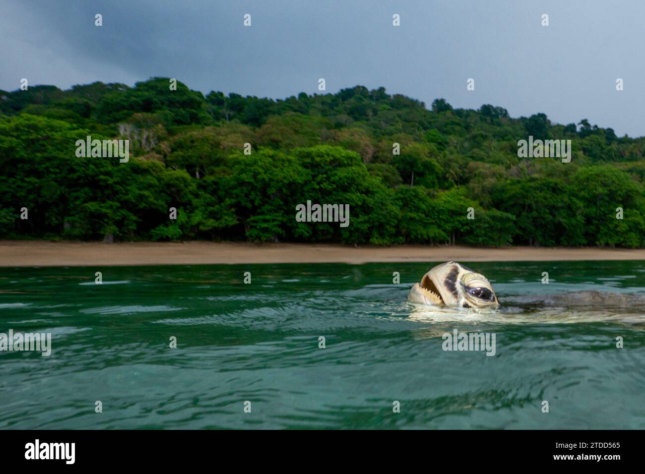 Green sea turtle grazing on seagrass in Mayotte’s lagoon, a peaceful ...
