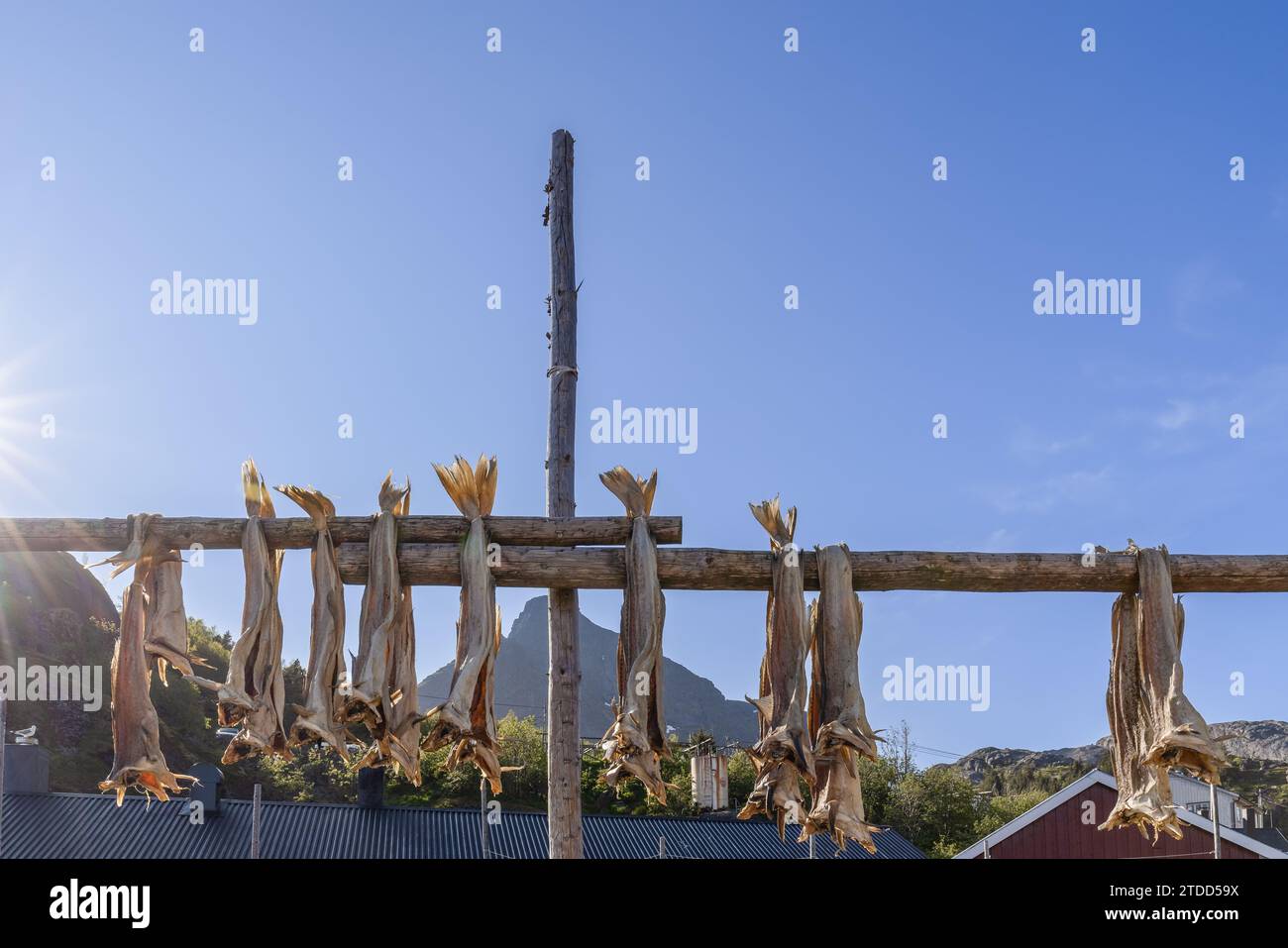 Drying cod fish on a wooden rack in the Lofoten Islands, Norway, under ...