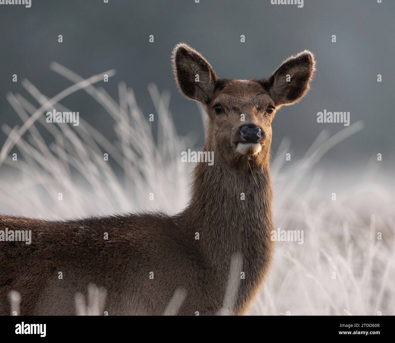Hello, world UK ENCHANTING pictures of Richmond Park?s stunning waters ...