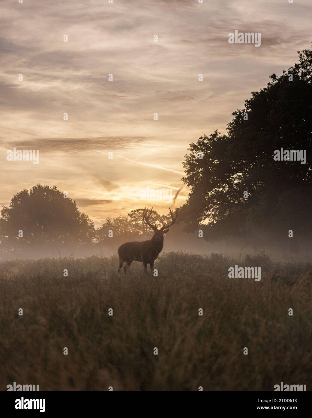 The enchanting images from Richmond Park UK ENCHANTING pictures of ...