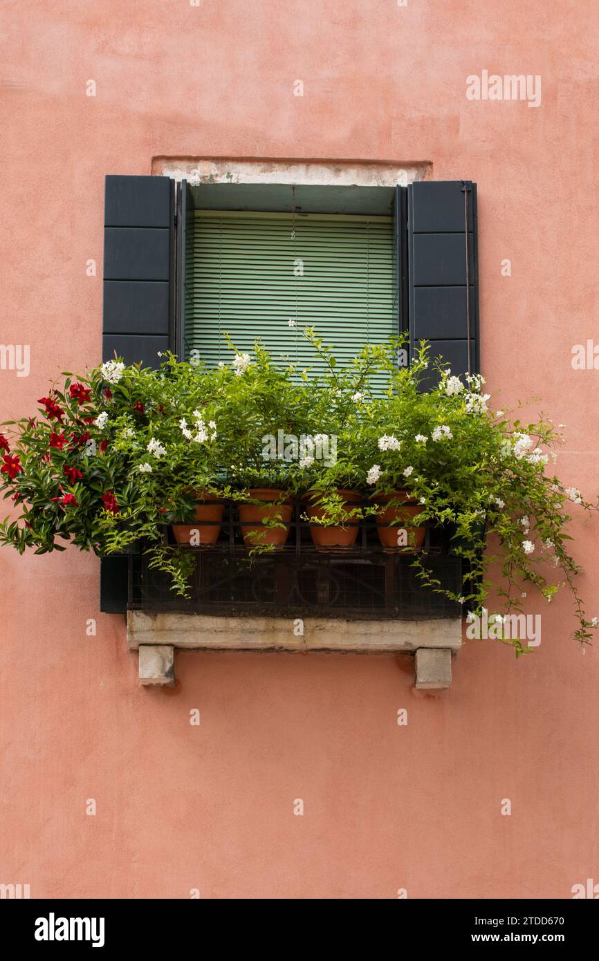 beautiful window with fresh home flowers in Venice Stock Photo - Alamy