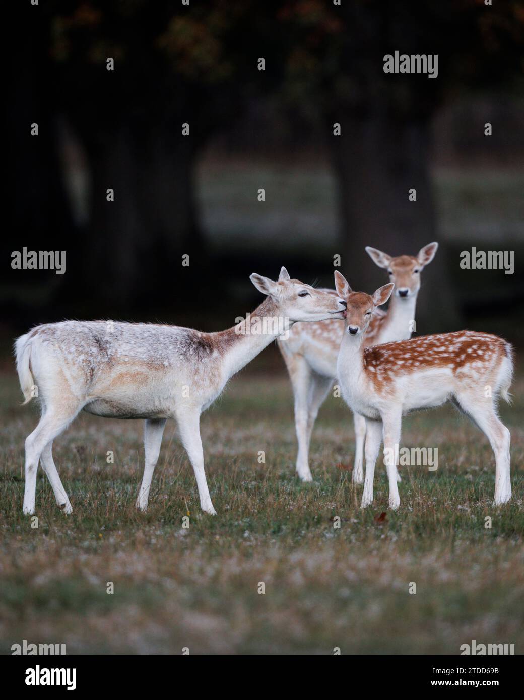Fallow deer reluctant kiss UK ENCHANTING pictures of Richmond Park?s ...