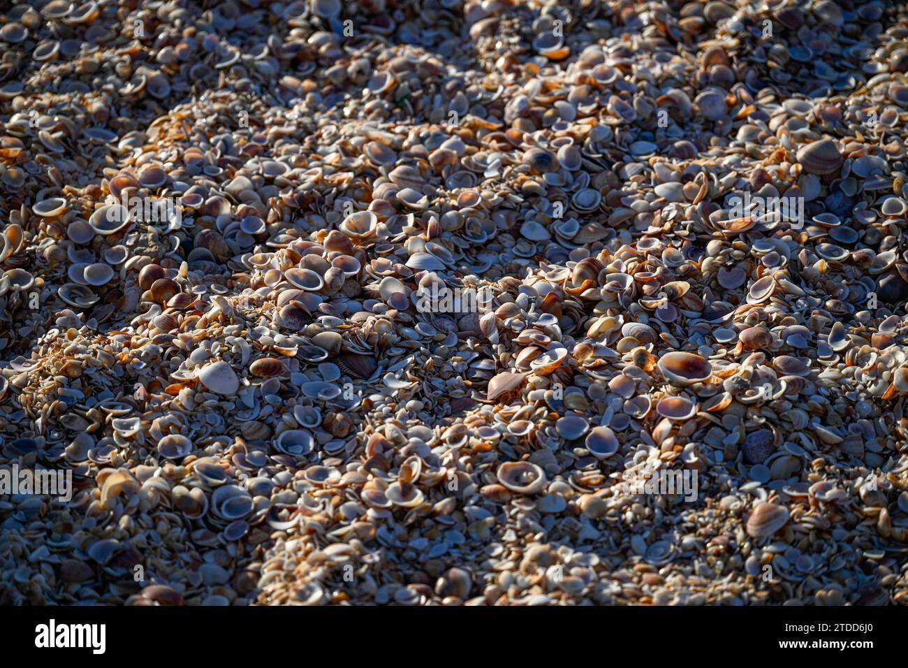 High definition image of a collection of broken shells on the beach ...