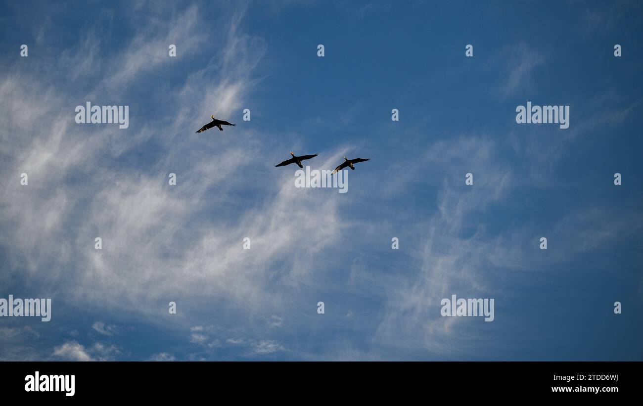 Wild Cormorant birds flying across the blue skies with some white ...