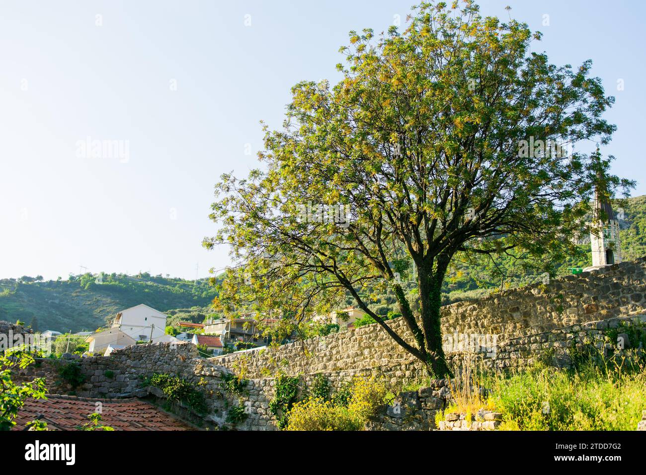 Stari Bar Old Bar town in Montenegro. View of the city mosque minaret ...