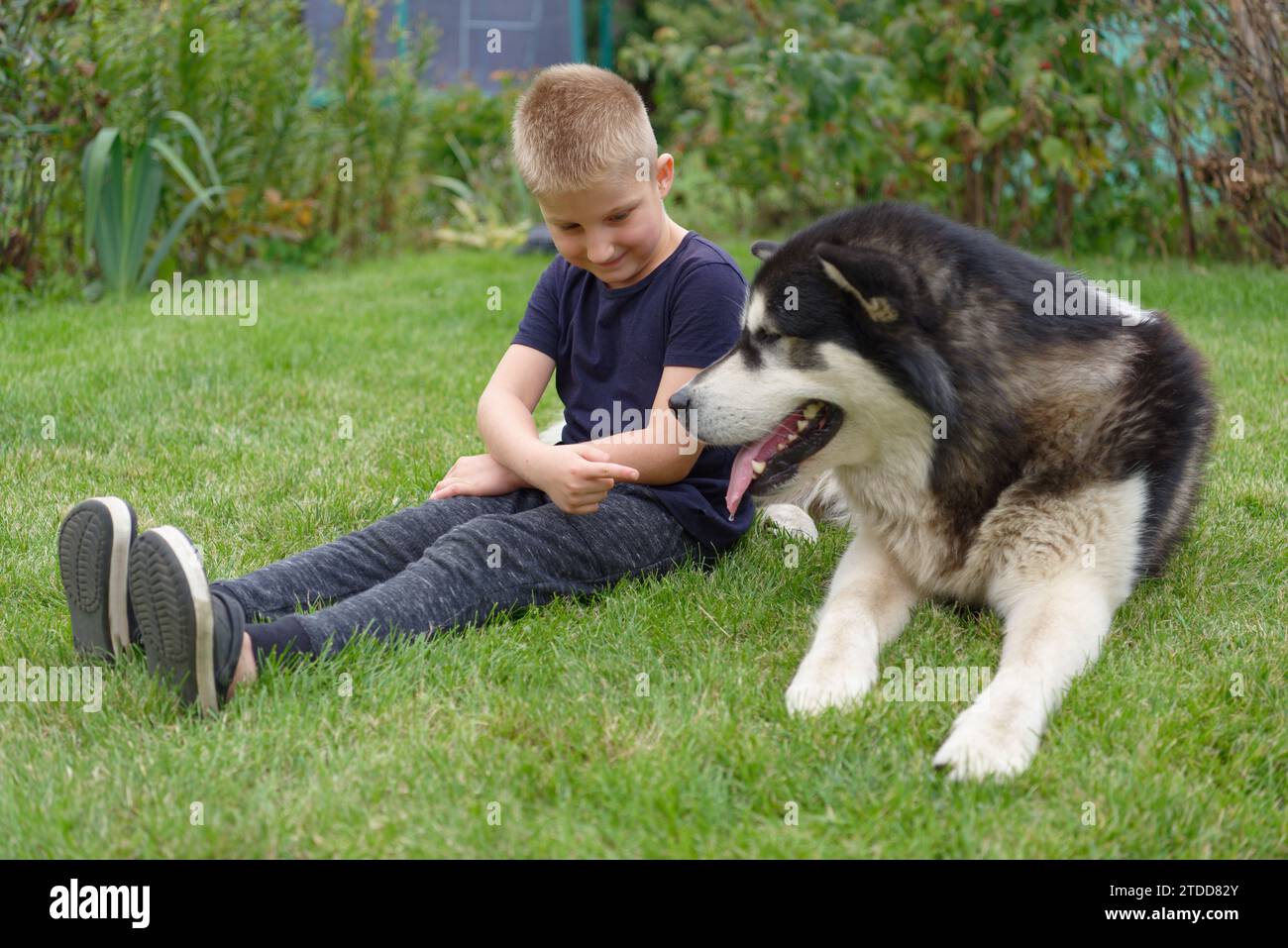 A boy with a dog on a green grass meadow Stock Photo - Alamy