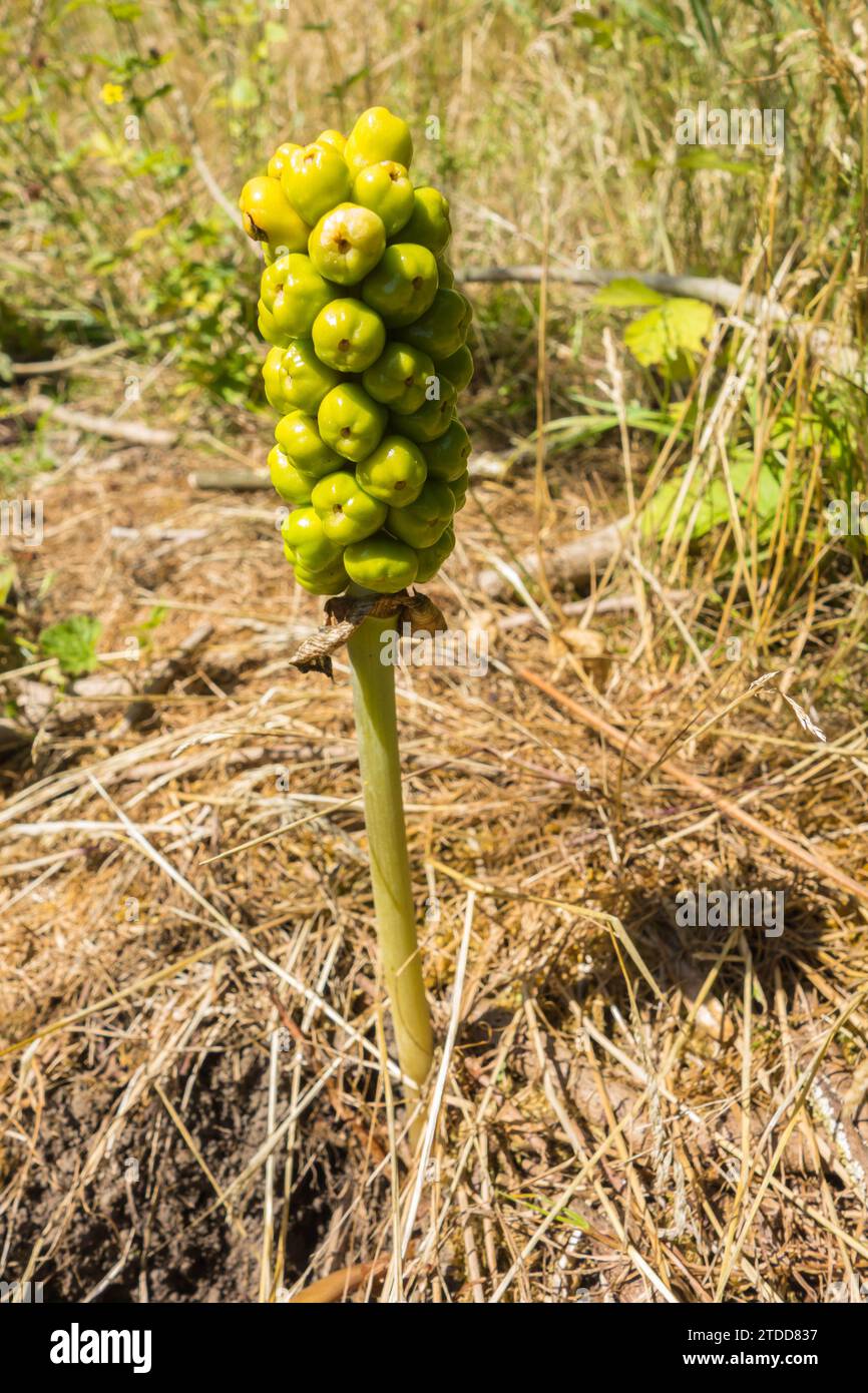 Lords and Ladies (Arum maculatum) also known as Cuckoo pint,growing on ...