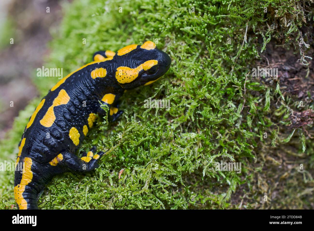 Feuersalamander, Salamandra salamandra, european fire salamander Stock ...