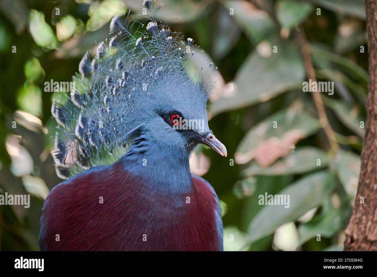 Victoria taube hi-res stock photography and images - Alamy