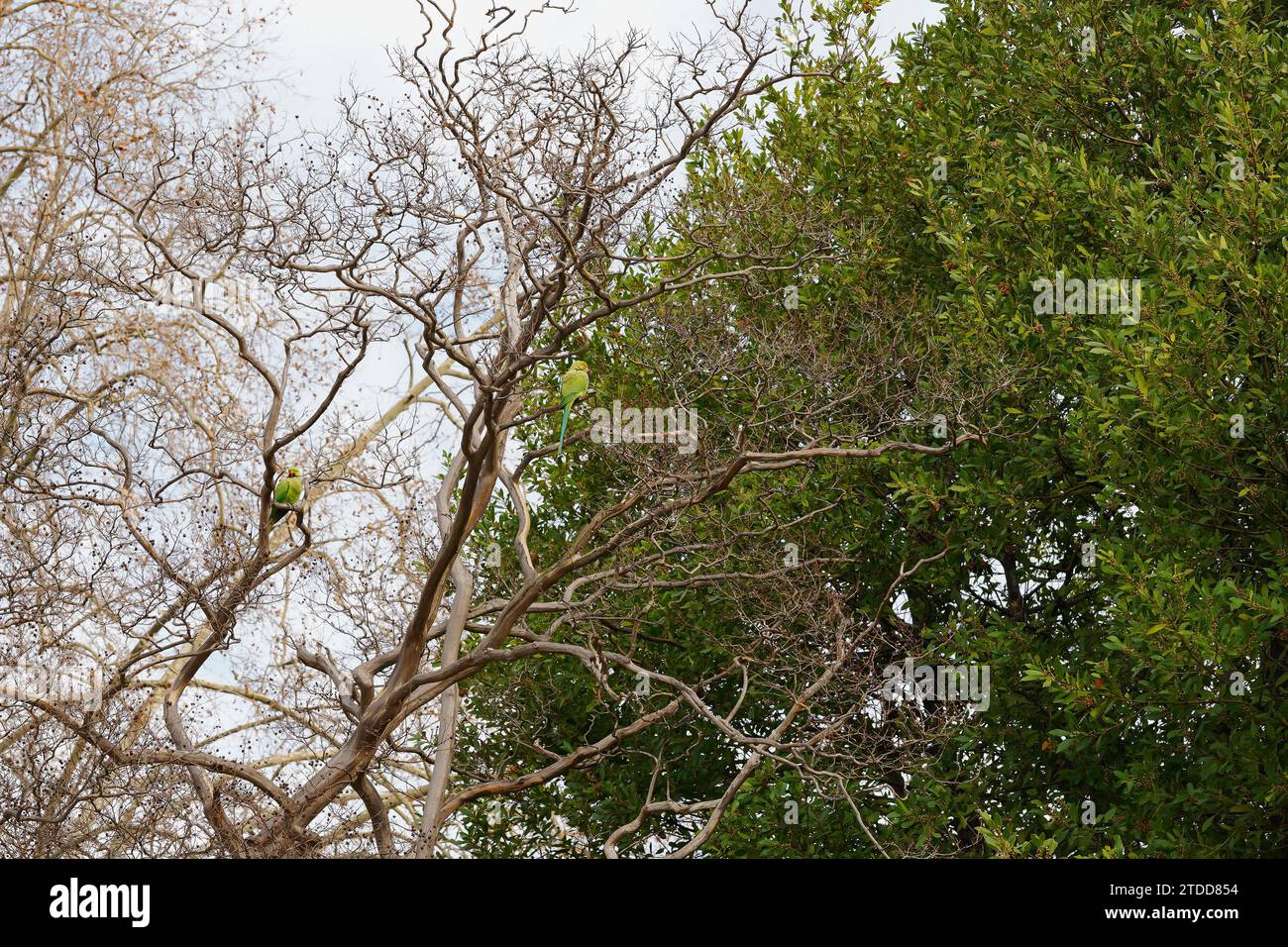 Two green parrots with red beaks sit on the branches of a tree in Rome ...