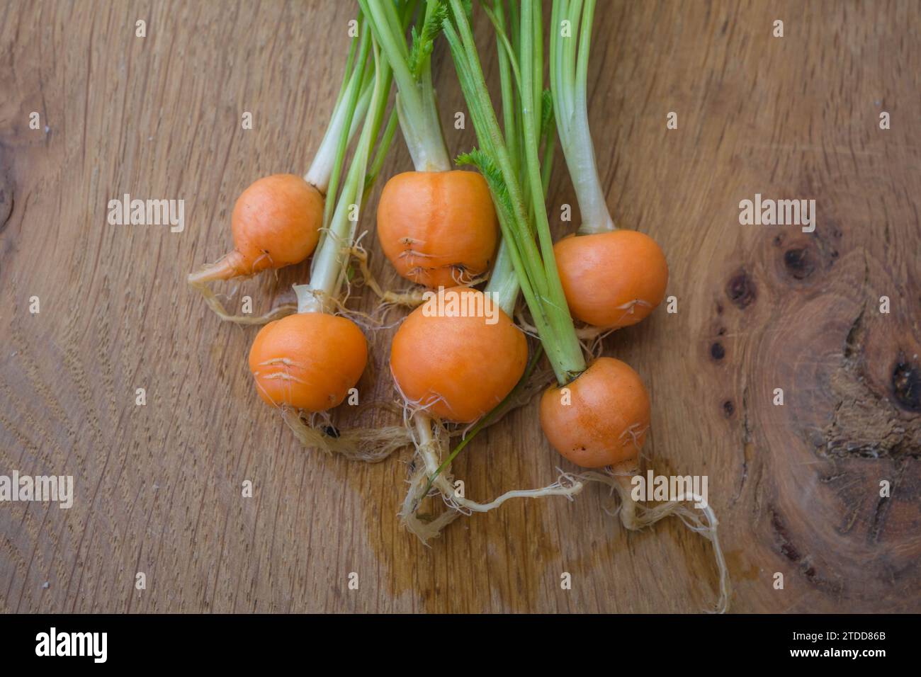 Round Parisian carrots with leaves. September 2020 Stock Photo - Alamy
