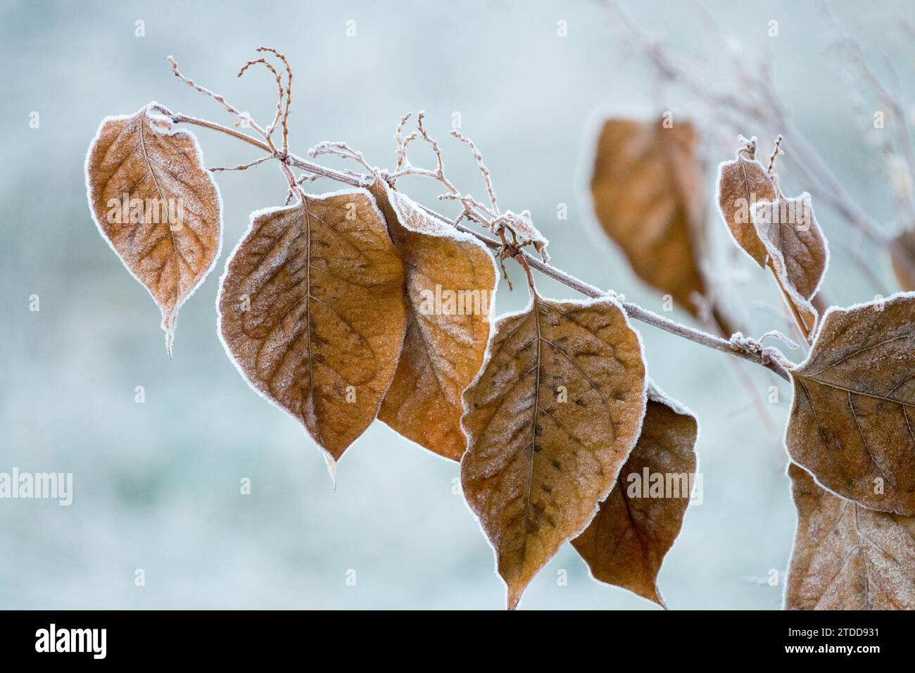 Japanese knotweed foliage hi-res stock photography and images - Alamy