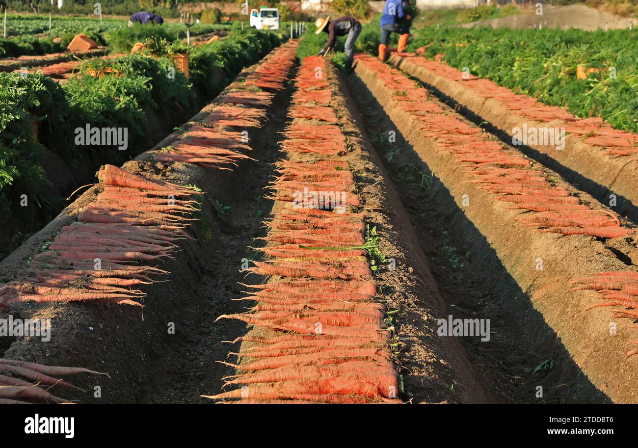 Lots of Kintoki Ninjin (Kyoto Red carrot) are harvested and arranged in ...