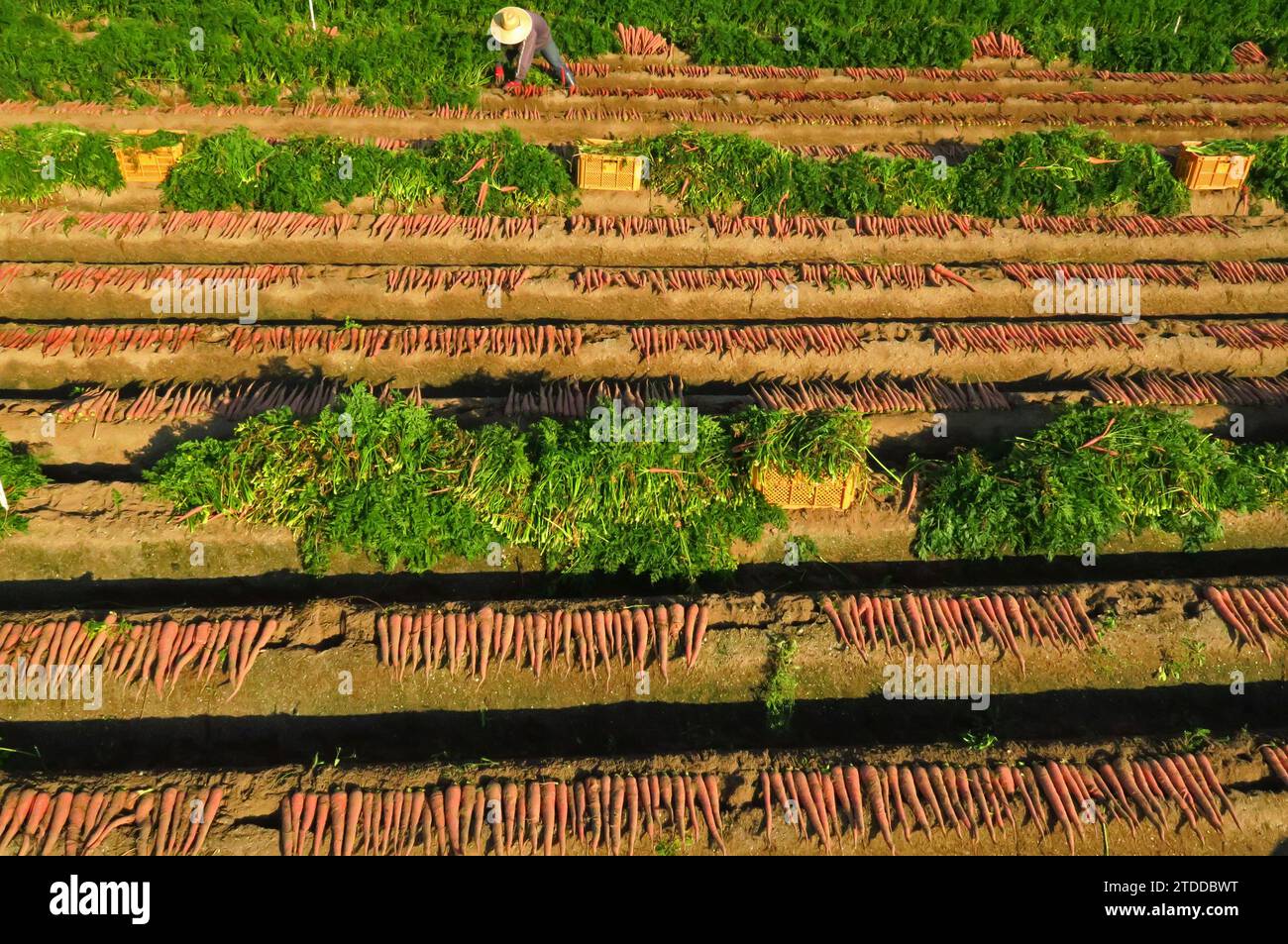 Lots of Kintoki Ninjin (Kyoto Red carrot) are harvested and arranged in ...