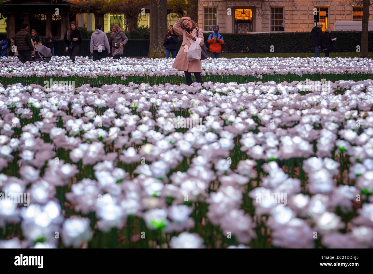 A woman looks at illuminated white roses in an installation dubbed the ...