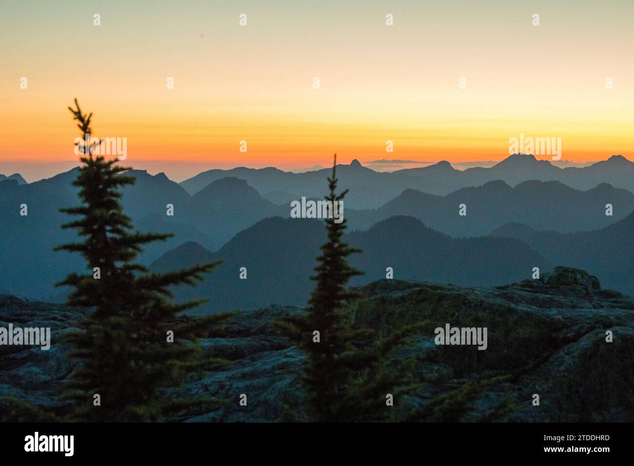 Subalpine fir trees with mountain layers on the horizon Stock Photo - Alamy