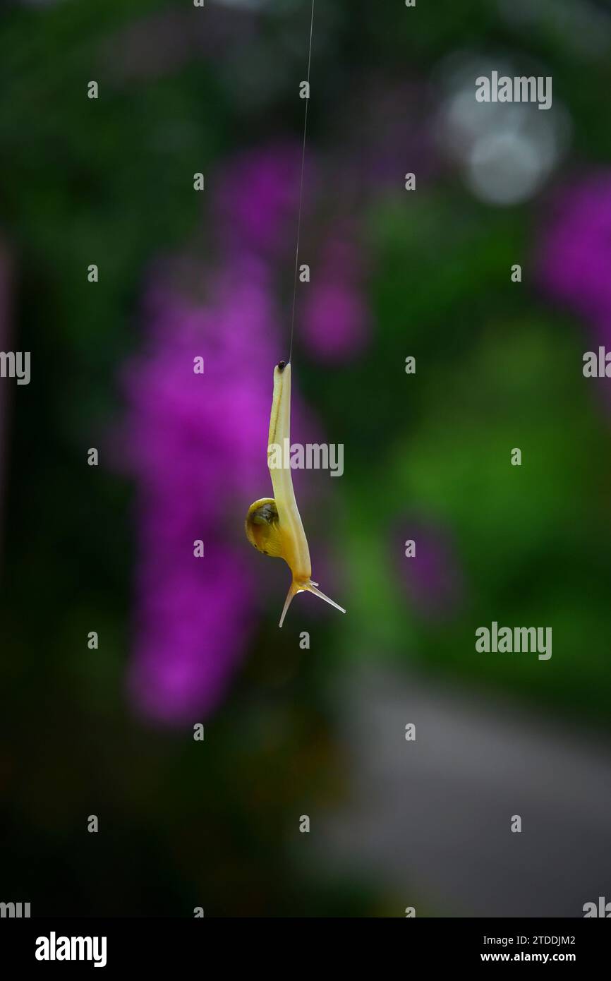 The Yellow-shelled small slug hanged Stock Photo - Alamy