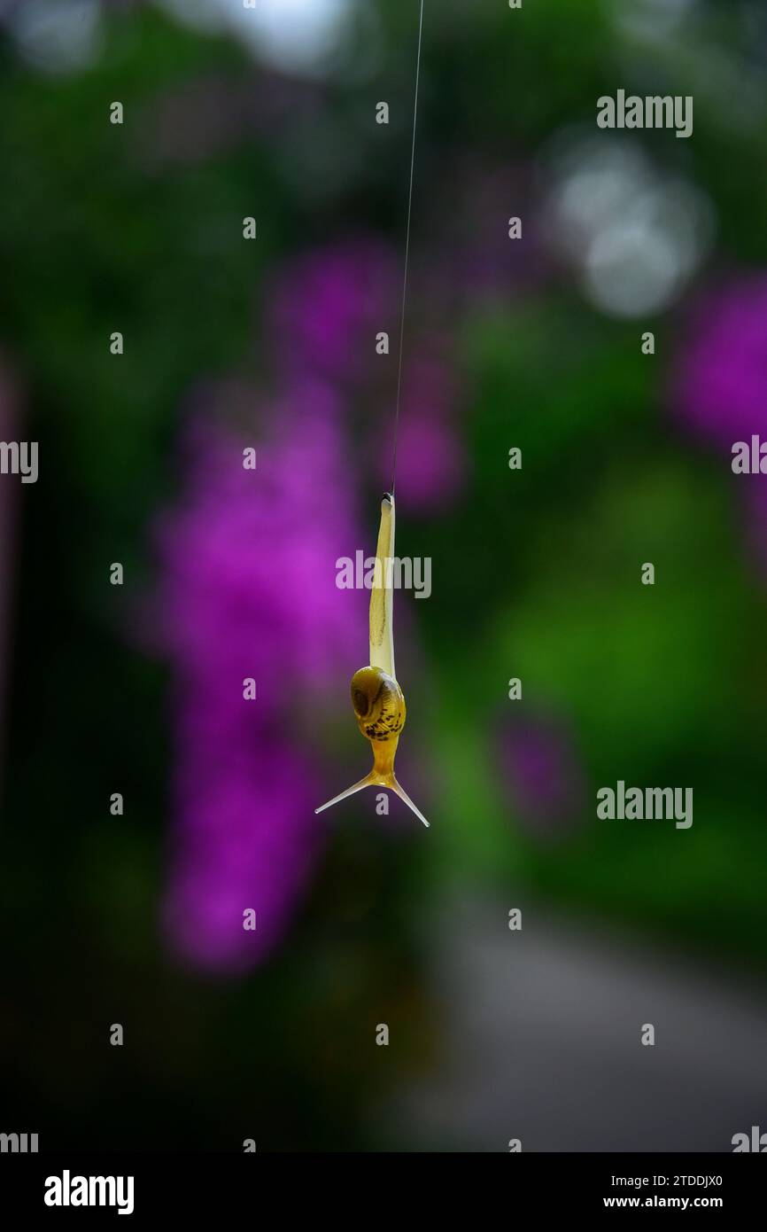 The Yellow-shelled small slug hanged Stock Photo - Alamy