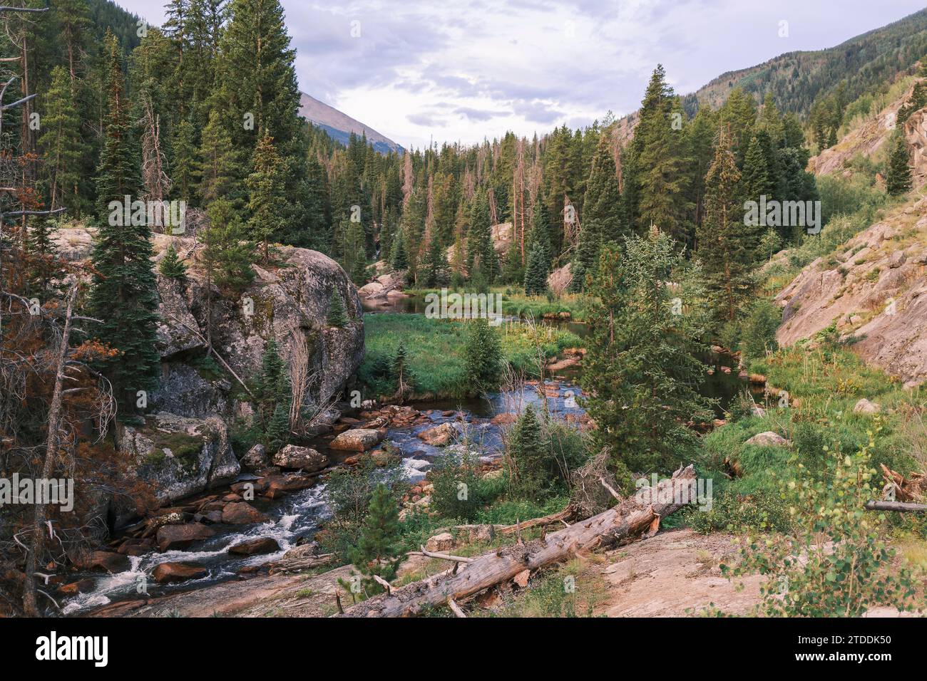 Classic forest landscape in Colorado Stock Photo - Alamy