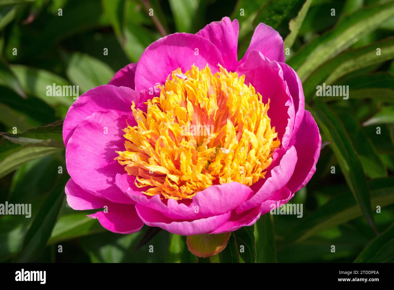 Pink flowers yellow center hi-res stock photography and images - Alamy