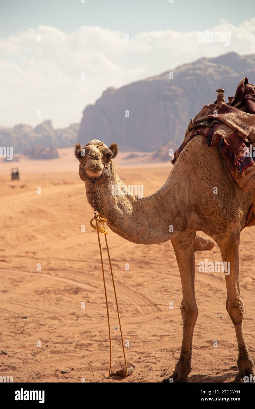 Camel looking into camera hi-res stock photography and images - Alamy