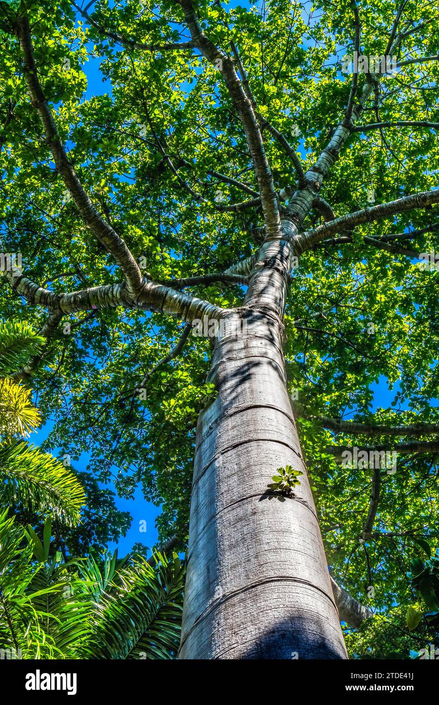 Cuip tree hi-res stock photography and images - Alamy