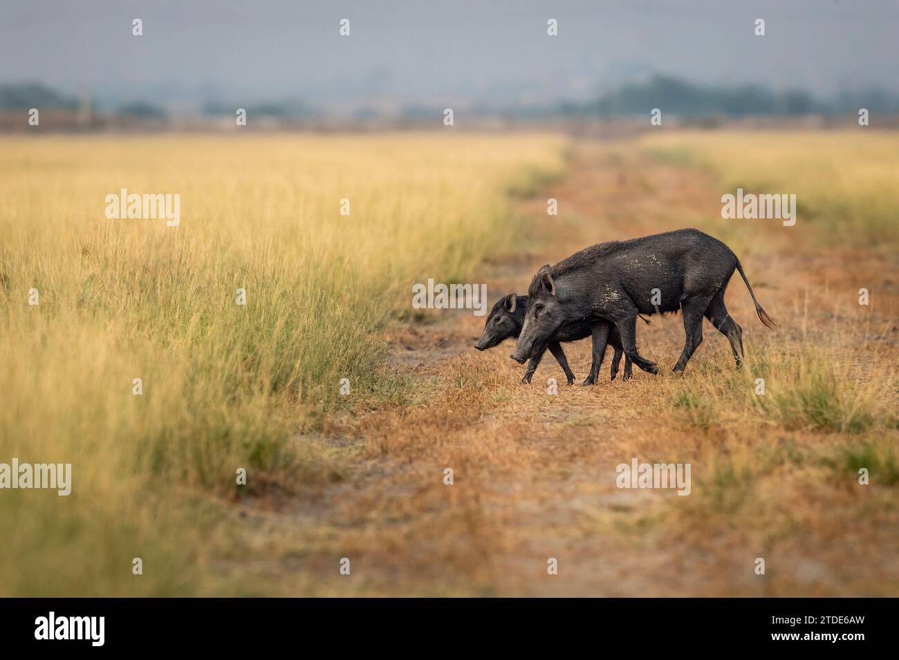 wild Indian boar or Andamanese or Moupin pig or Sus scrofa cristatus ...