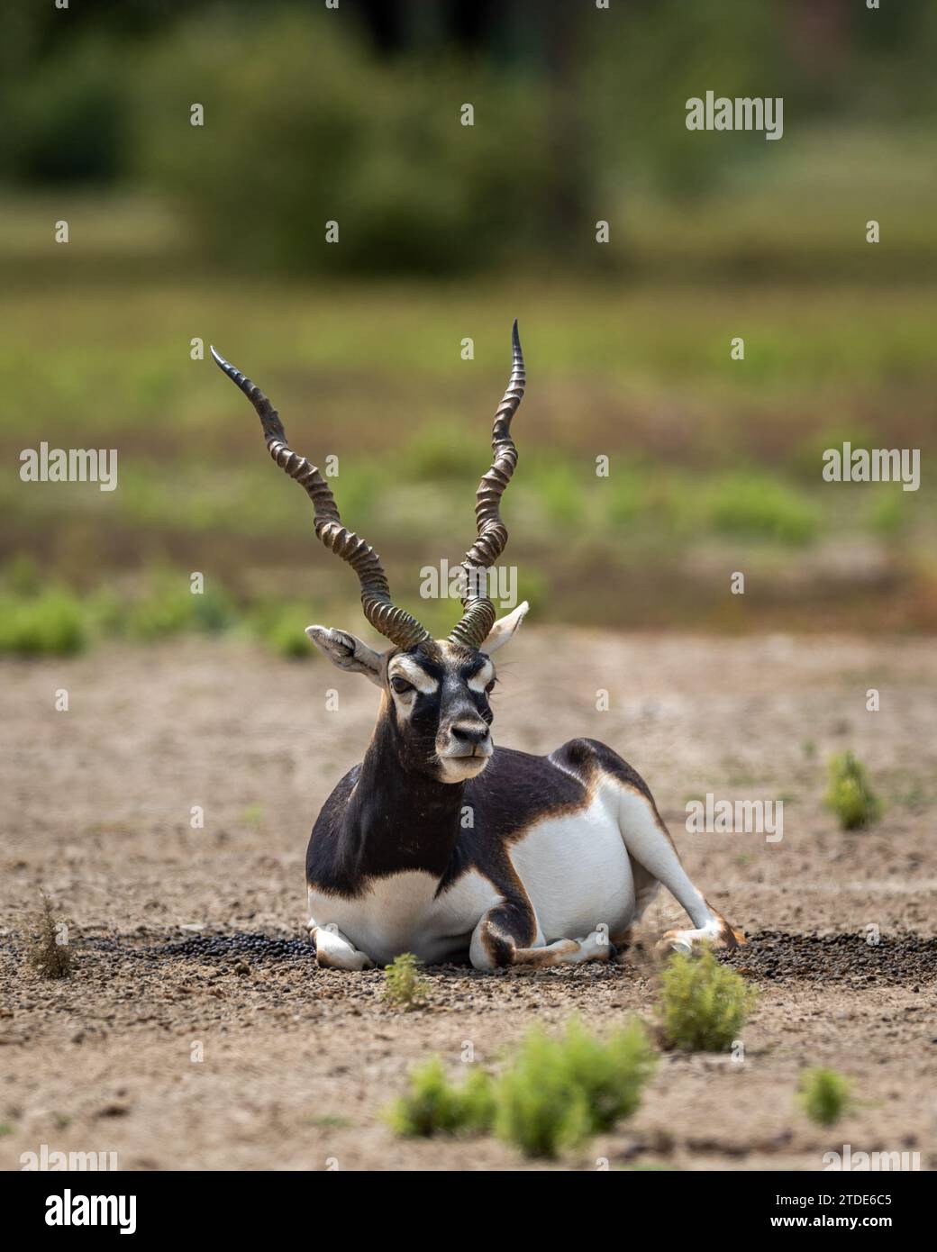 Big horned wild male blackbuck or antilope cervicapra or Indian ...