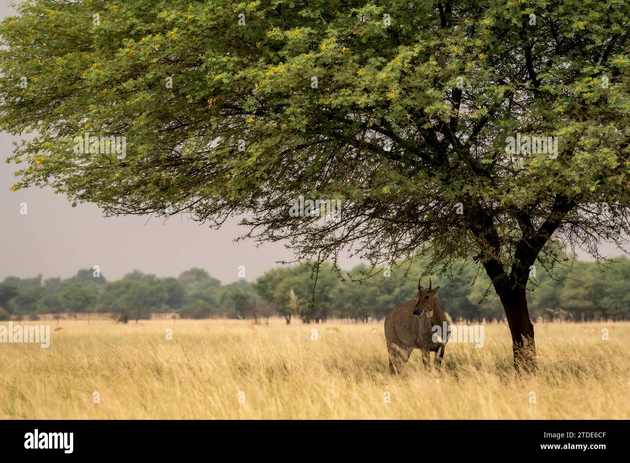 wild big male nilgai or blue bull or Boselaphus tragocamelus an largest ...