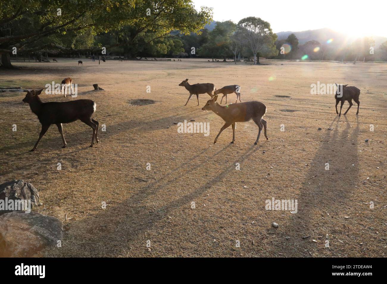 Deer are seen in a cold morning at Nara Koen Park in Nara on Dec. 18 ...