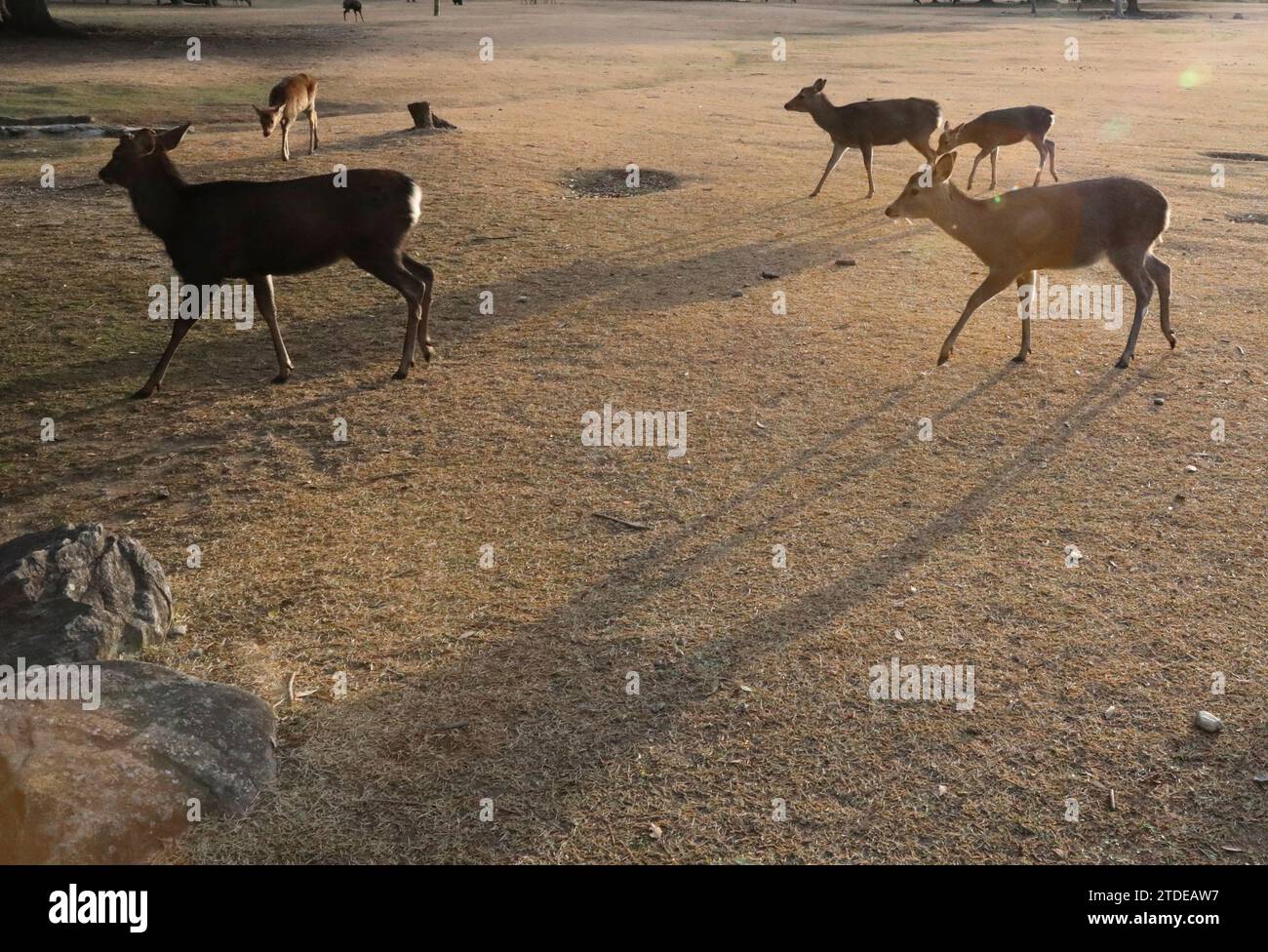 Deer are seen in a cold morning at Nara Koen Park in Nara on Dec. 18 ...