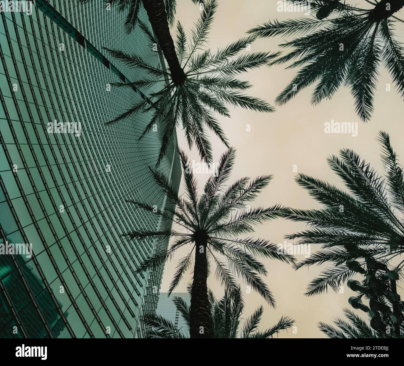 palm tree background skyscrapers Brickell miami Stock Photo - Alamy