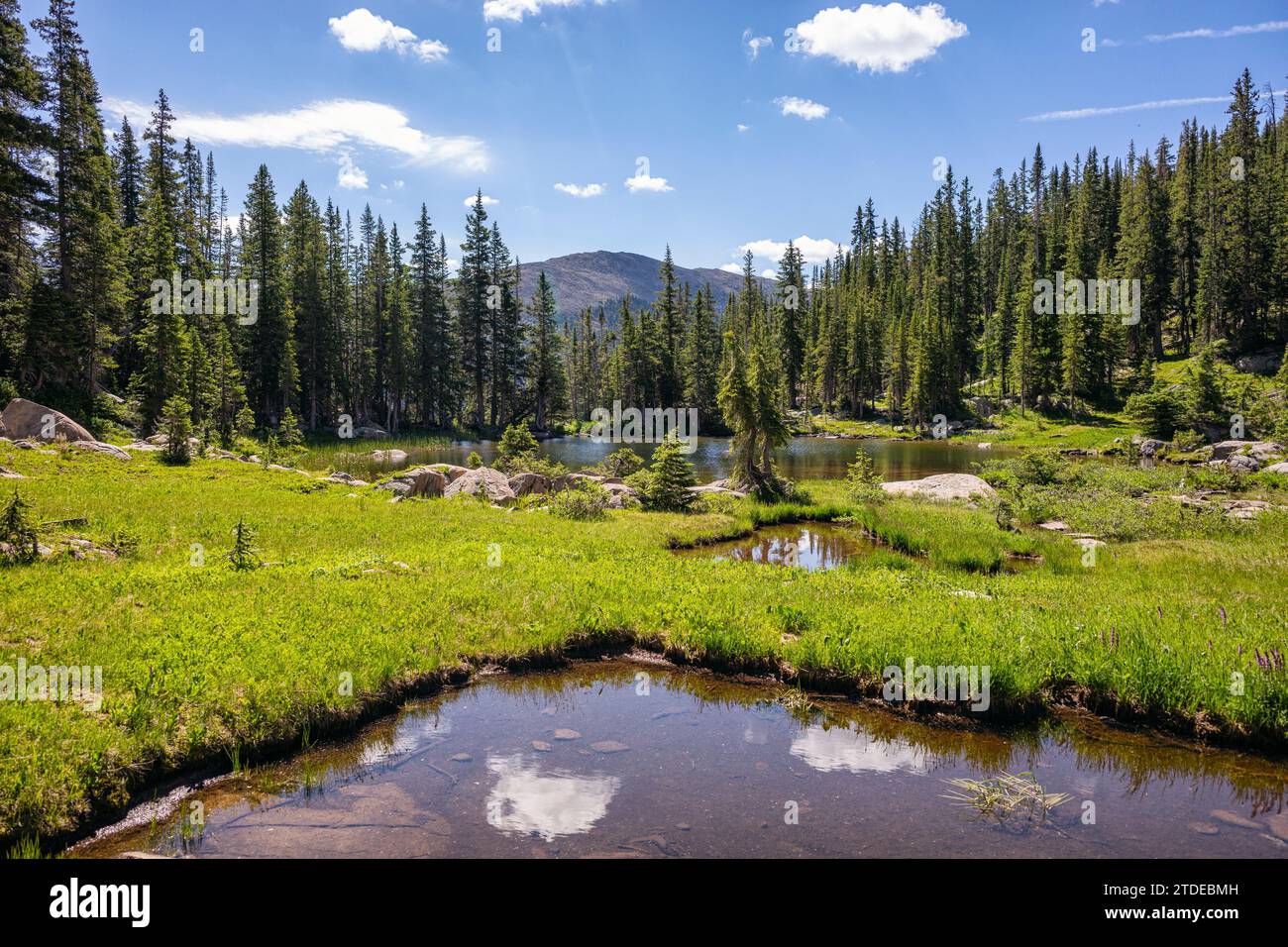 Pristine wetland ecosystem in the Holy Cross Wilderness, Colorado Stock ...