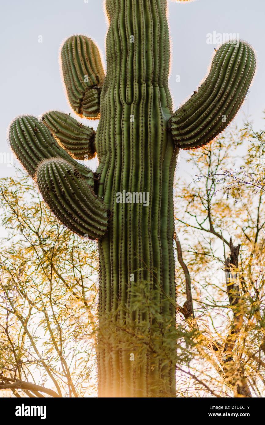 close up of saguaro cactus in evening golden hour in national park ...