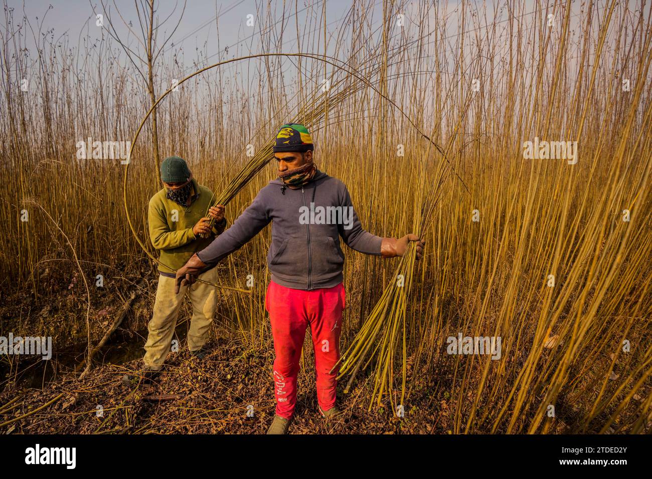 Villagers gather wicker sticks used in making "Kangri", a traditional ...