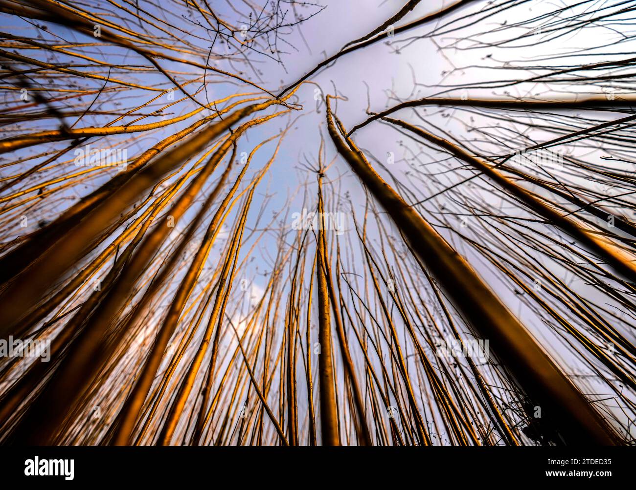 A field of wicker sticks used in making "Kangri", a traditional fire ...