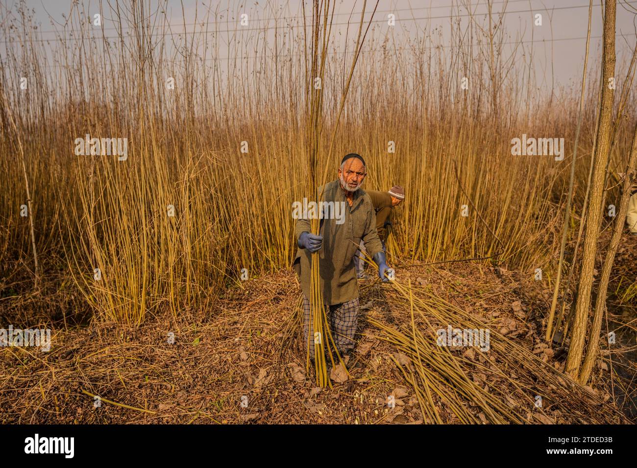 Villagers gather wicker sticks used in making "Kangri", a traditional ...