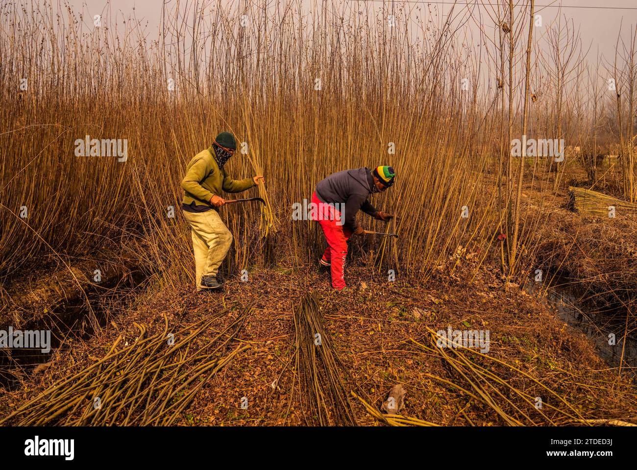 Villagers gather wicker sticks used in making "Kangri", a traditional ...