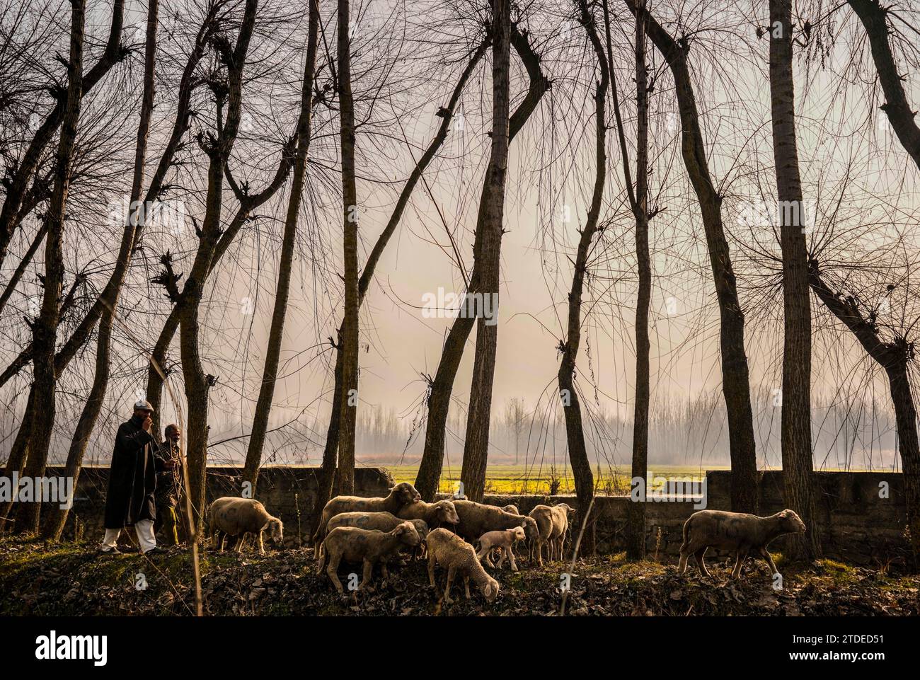 Villagers walk with their herd of sheep on the outskirts of Srinagar ...