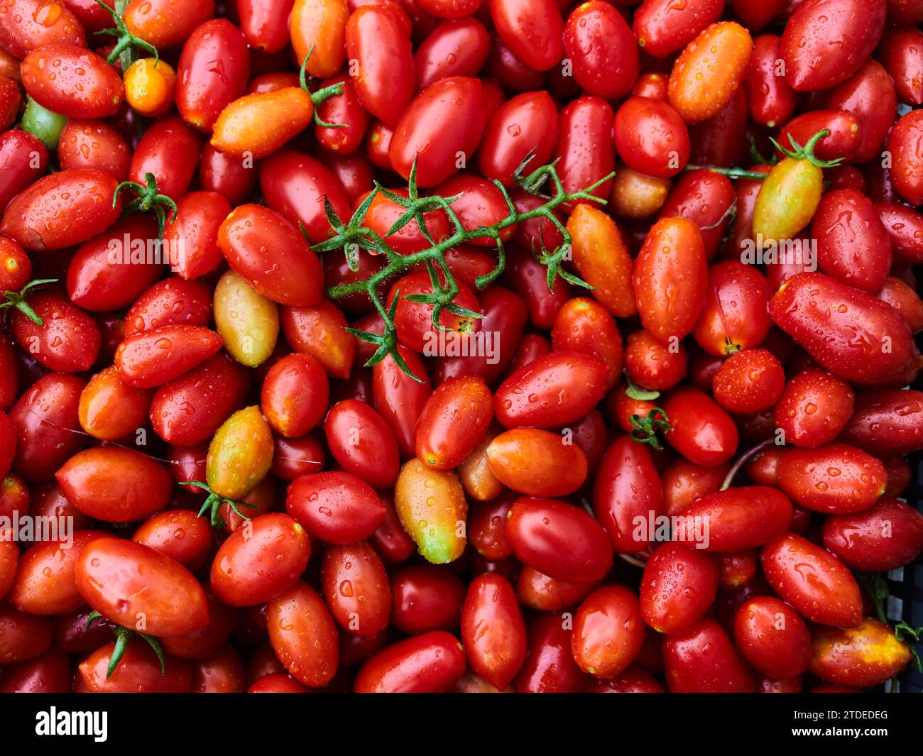 closeup of a huge red bunch of cherry tomatoes Stock Photo - Alamy