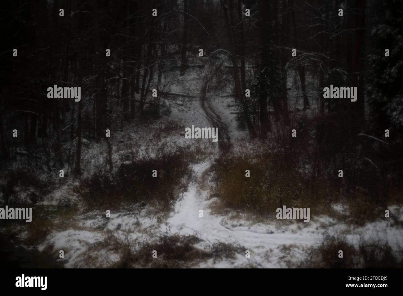 Mystical path in the forest. Devil's Mountain in winter Stock Photo - Alamy
